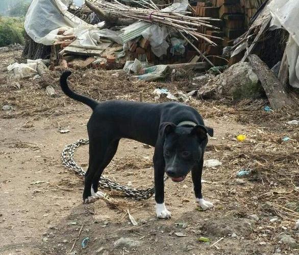 黑霸犬王黑霸的最新视频播放图标