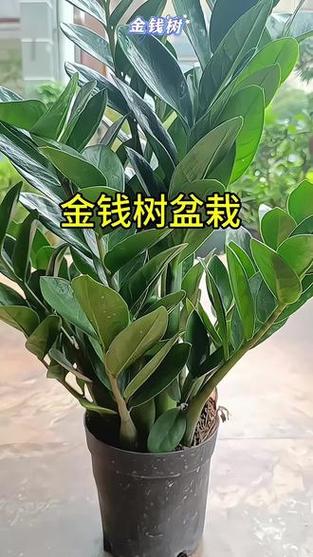 金钱树好养活吗截图