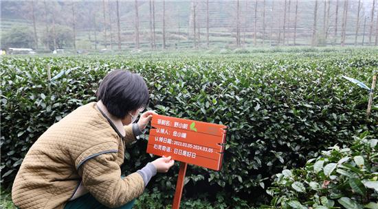 四川认领一亩茶园的公司叫什么名字图标