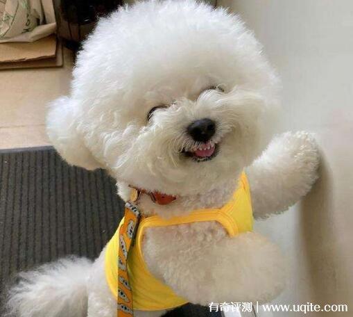 纯种比熊犬多少钱一只图标