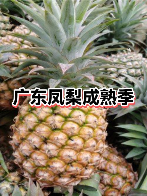 凤梨成熟季节是几月图标