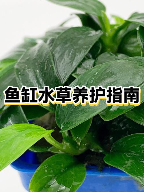 鱼缸底部铺细沙好吗图标