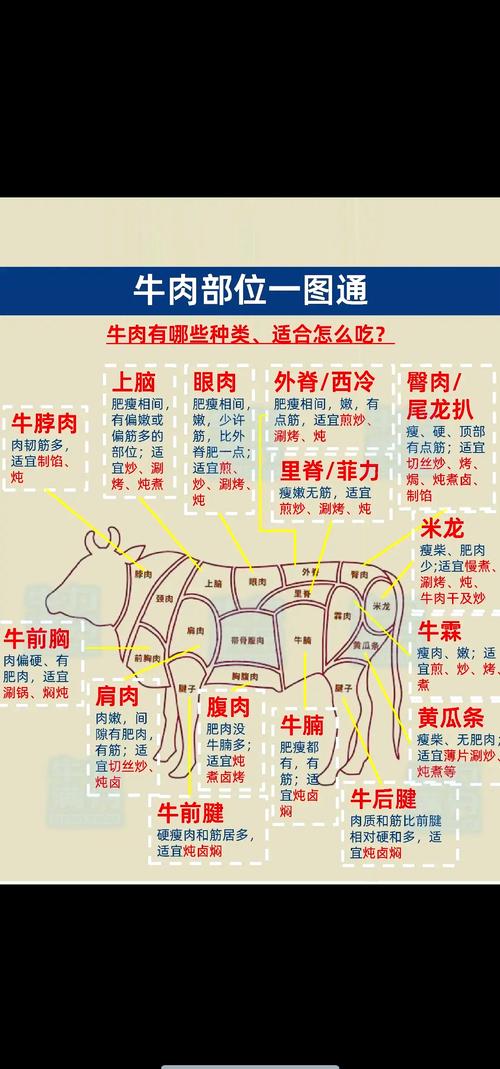 牛的分解图每个部位图标