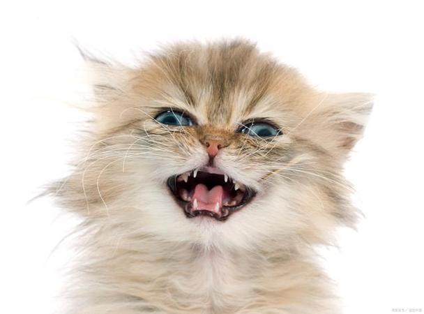 有一只小猫张开嘴巴喵喵喵喵喵图标