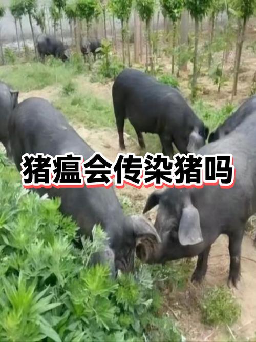 污染猪的作弊码一览表图标
