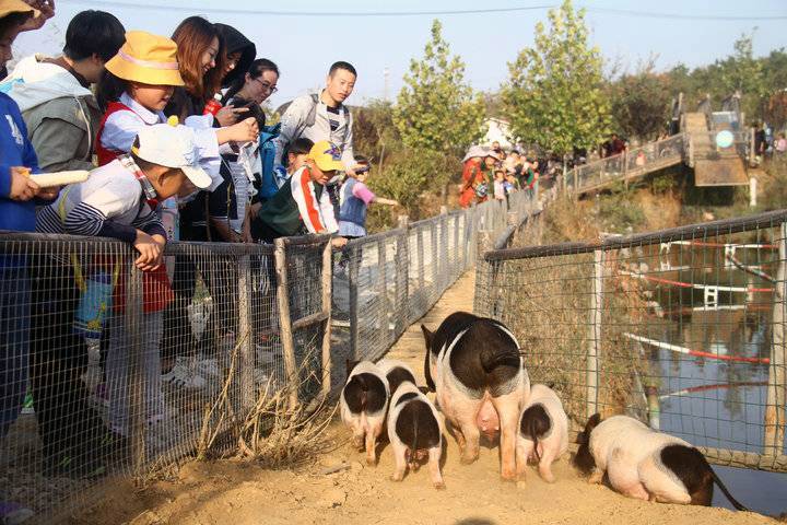 51号农场截图