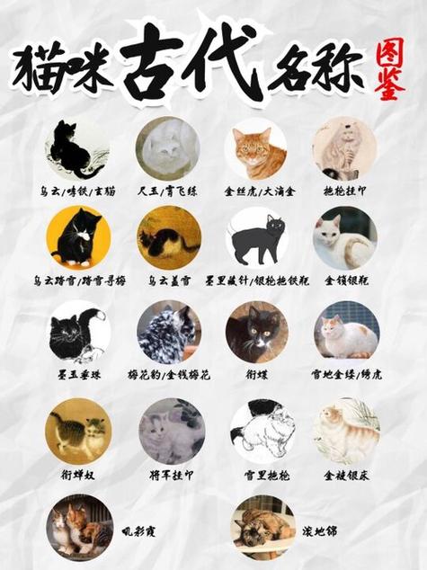 橘猫穿越到古代卖货图标