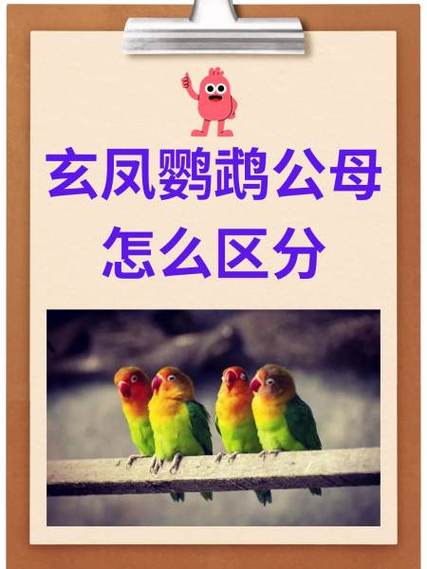 玄凤鹦鹉母的好还是公的好图标