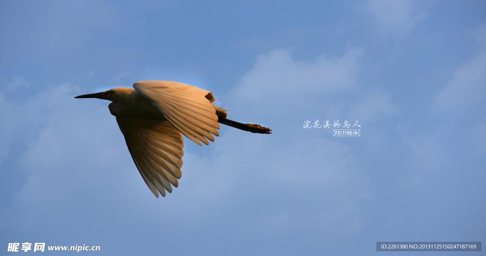 飞鸟小说/www.feiniaoks.com图标