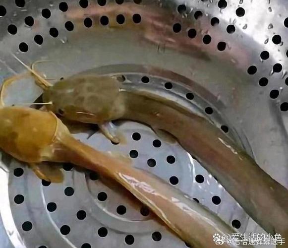 别人送两条鱼什么意思截图