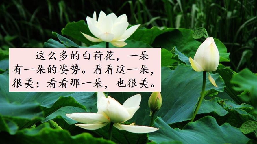 荷花第二书网txt截图