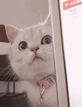 抖音火的 动态猫表情包