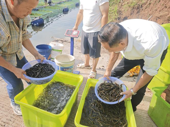 网箱养殖黄鳝图标