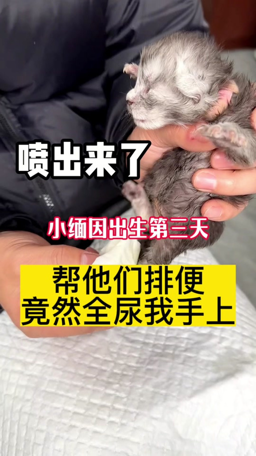 母猫不帮小猫排便怎么办图标