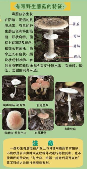好蘑菇和毒蘑菇图标