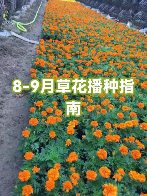 草花种子什么时候播种图标