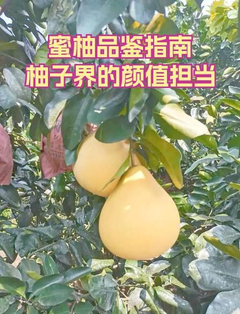 柚子哪个品种最好图标