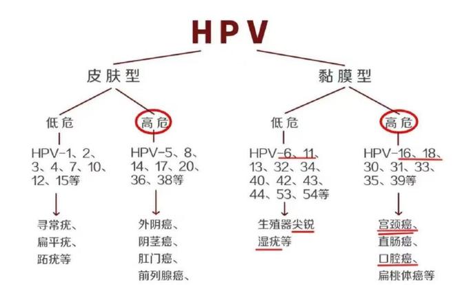 hpv病毒最怕什么图标