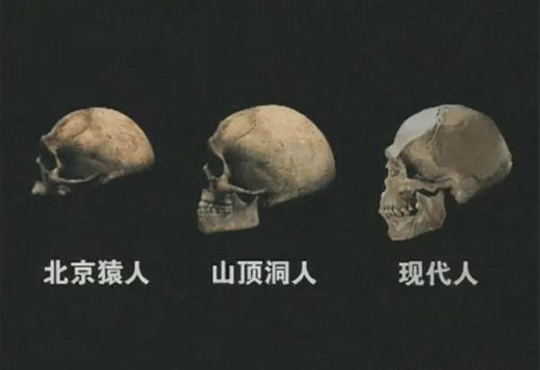 现代智人起源理论图标