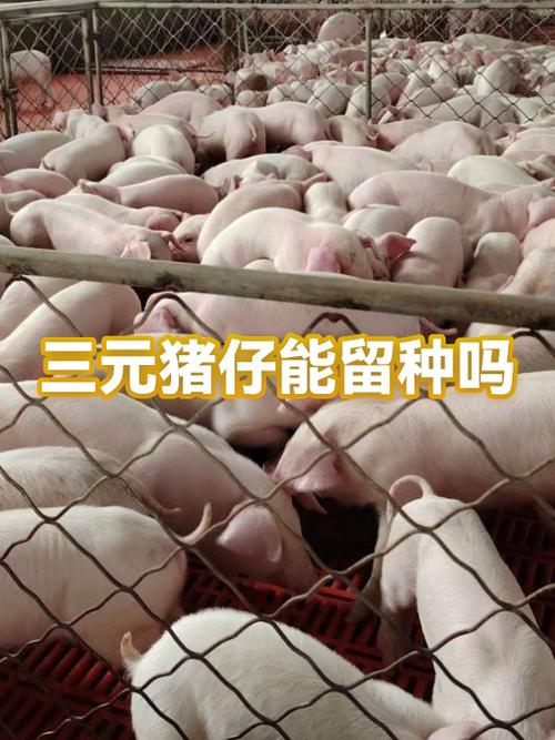 三元猪图标