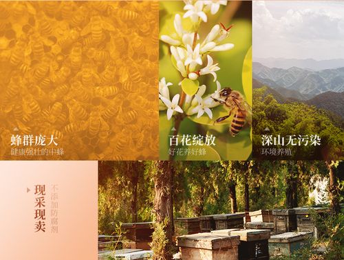 蜂蜜旅行最新版本截图