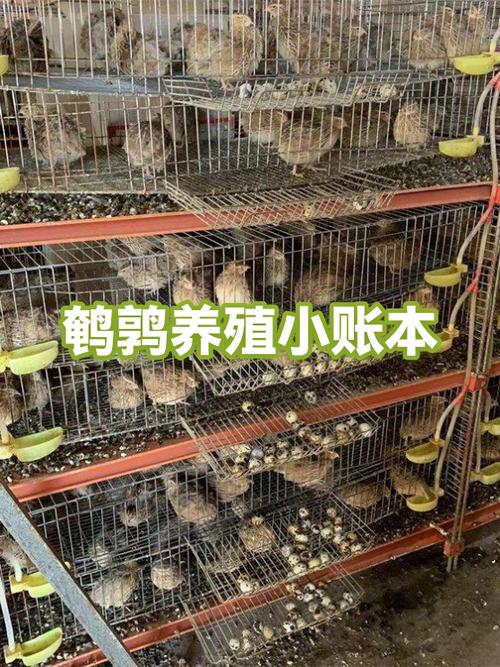 养100只鹌鹑一年利润图标