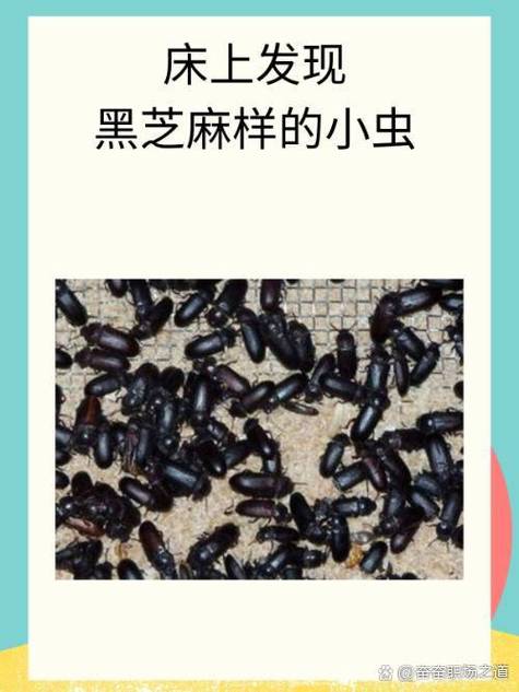 床上有小黑虫是什么虫图标