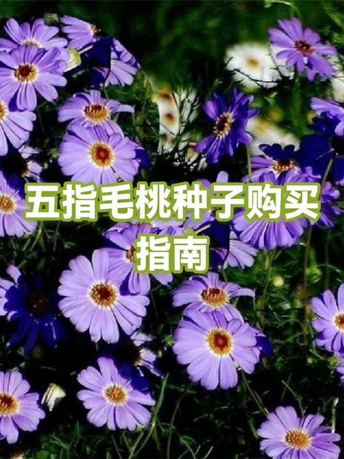 五指毛桃种子多少钱一斤图标