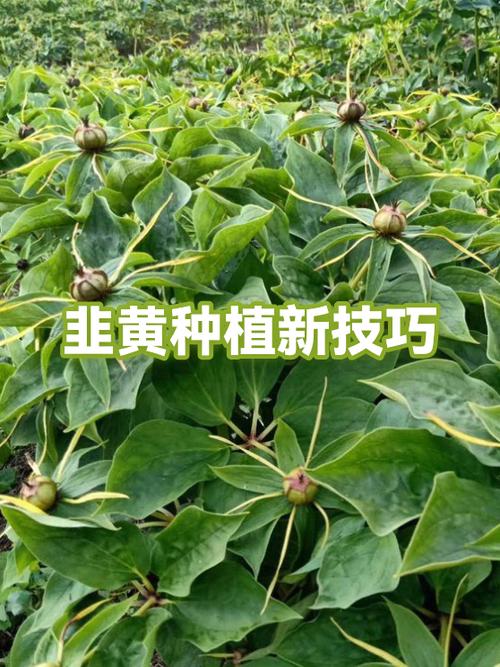 韭黄一天能赚多少钱截图