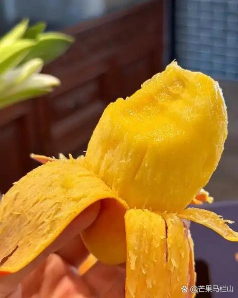 芒果山接单是真的吗图标