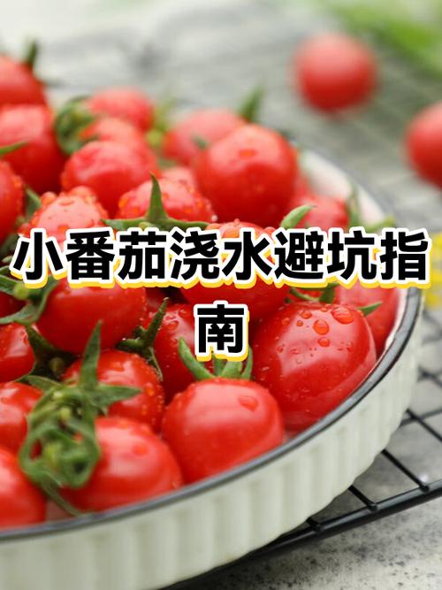 西红柿开花期浇水大忌截图