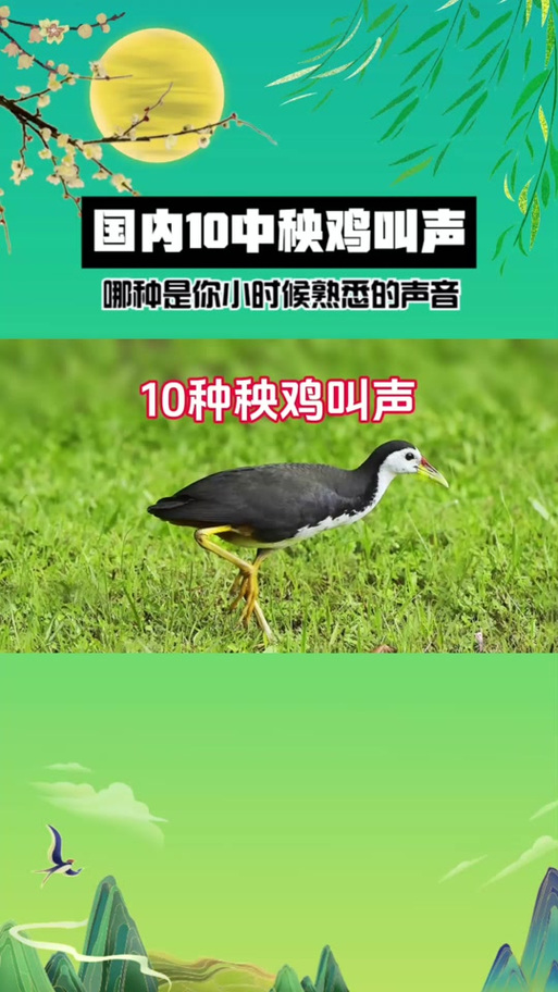 秧鸡叫声诱捕30分钟图标