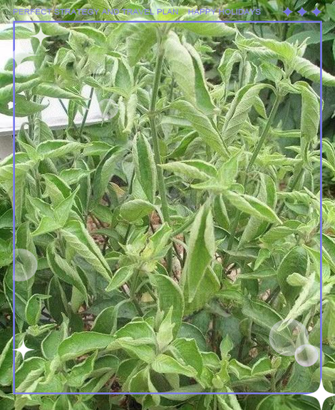 中国十大刀伤药
