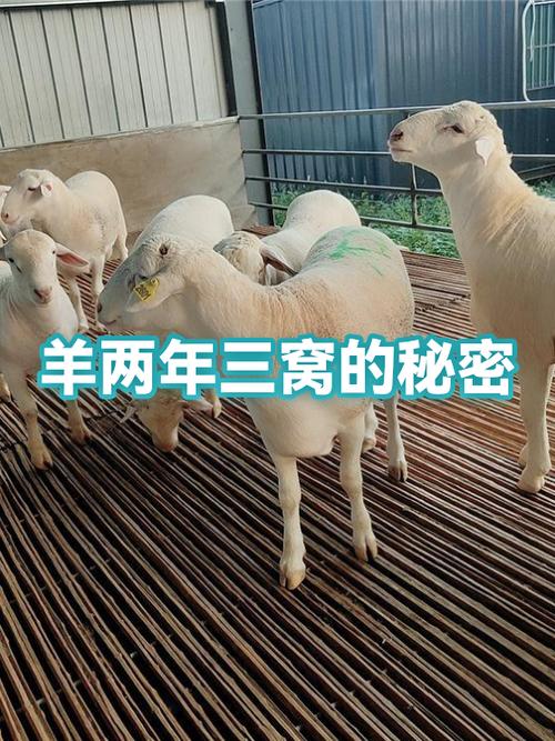 我的世界会变色的羊名字叫什么图标