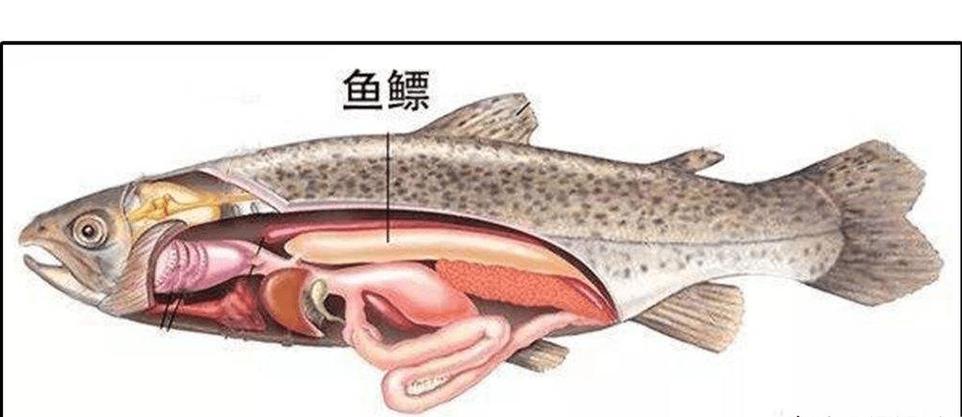 鱼划水是鱼的哪个部位截图