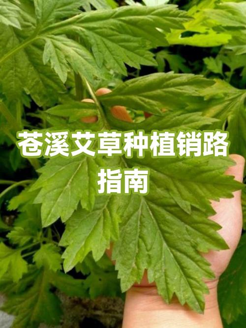 国家认可的艾滋试纸品牌图标