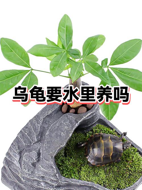 养殖乌龟的真实利润是多少截图