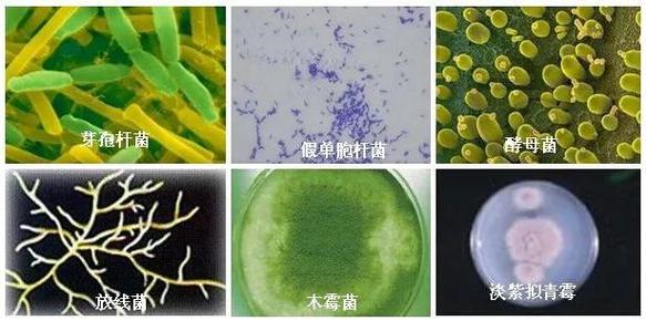 交换菌群的好处图标