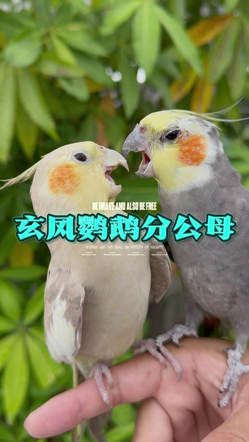 玄风母叫声截图
