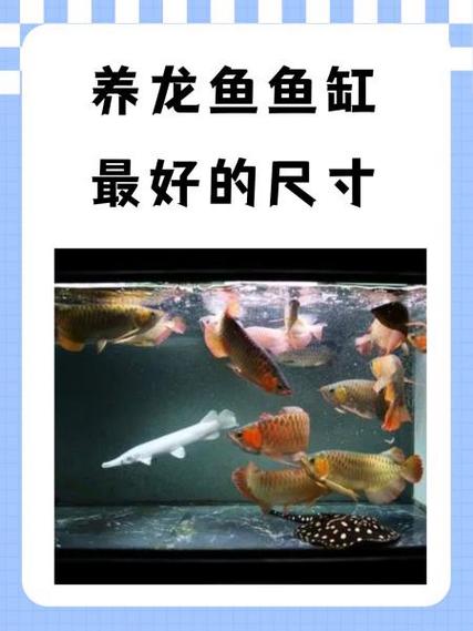 养龙是什么图标