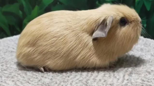 荷兰猪的品种图标