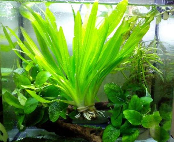 适合锦鲤的水生植物图标
