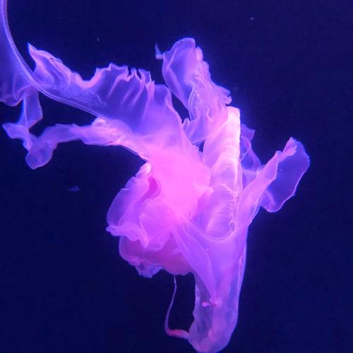 紫色水母汉化小队图标