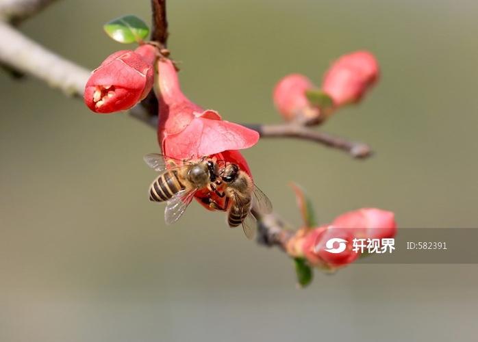蜜蜂辛勤的采花蜜图标