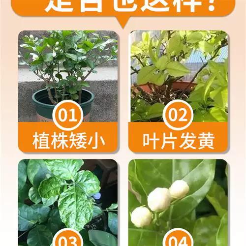 茉莉花施什么肥截图