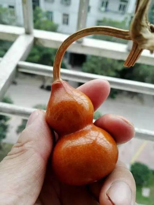 美人芜姜 作者:玉葫芦图标