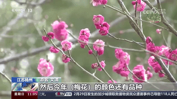 梅花视频app改名了叫什么名字图标