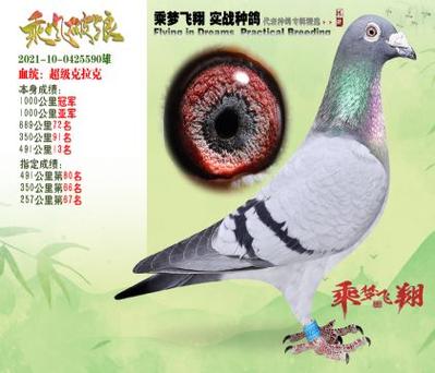 信鸽1000公里要飞多久图标