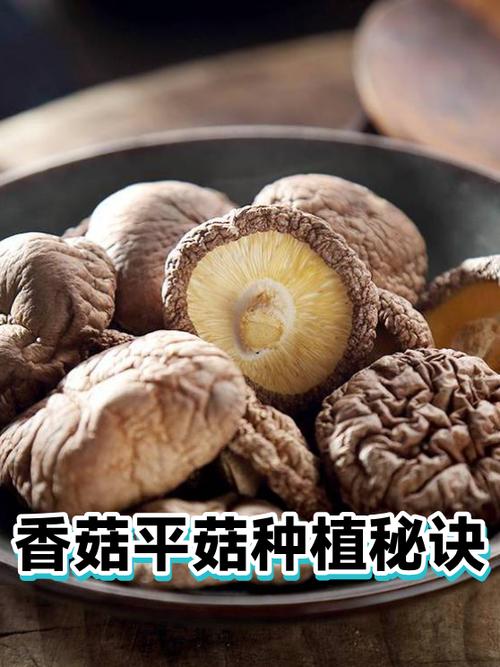 推销香菇广告语图标