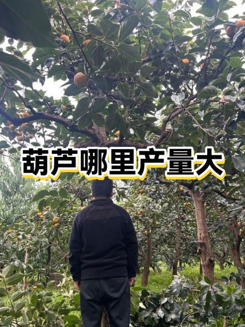 哪里能买到葫芦图标